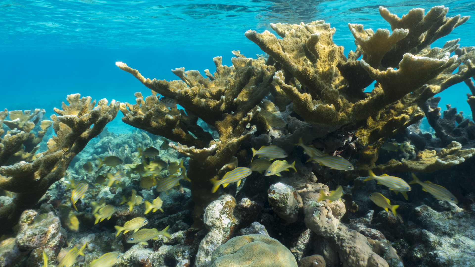 The Coral Reef Habitat • Odyssey Earth