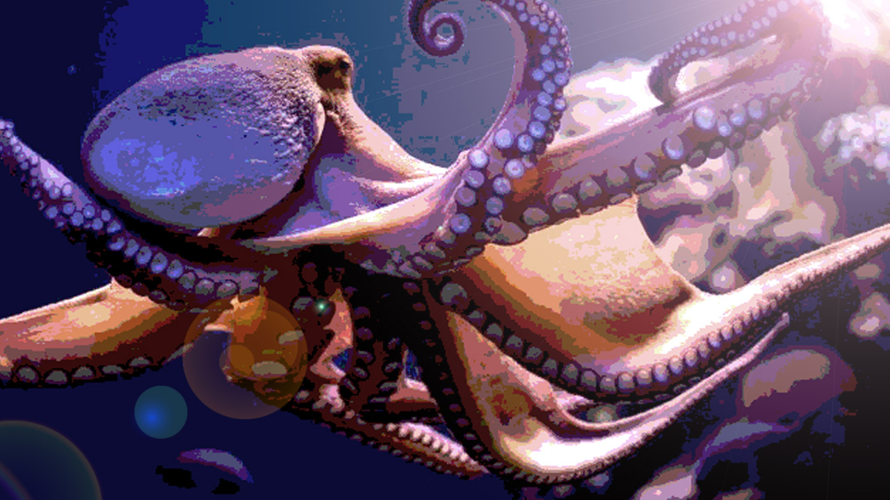 The Common Octopus • Odyssey Earth
