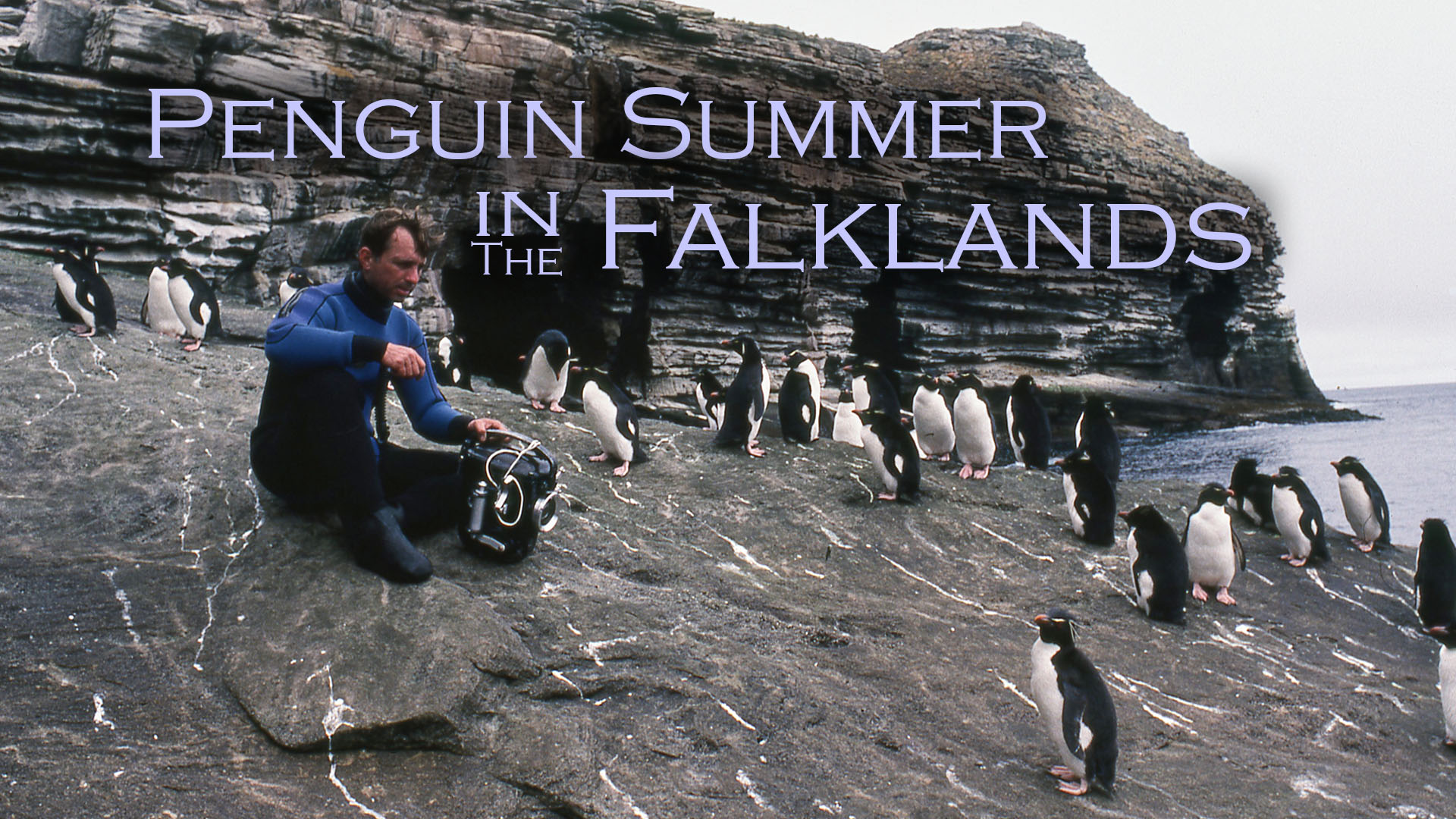 Penguin Summer in the Falklands • Odyssey Earth