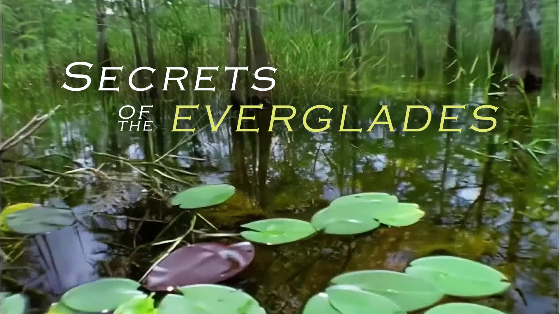 Secrets of the Everglades • Odyssey Earth
