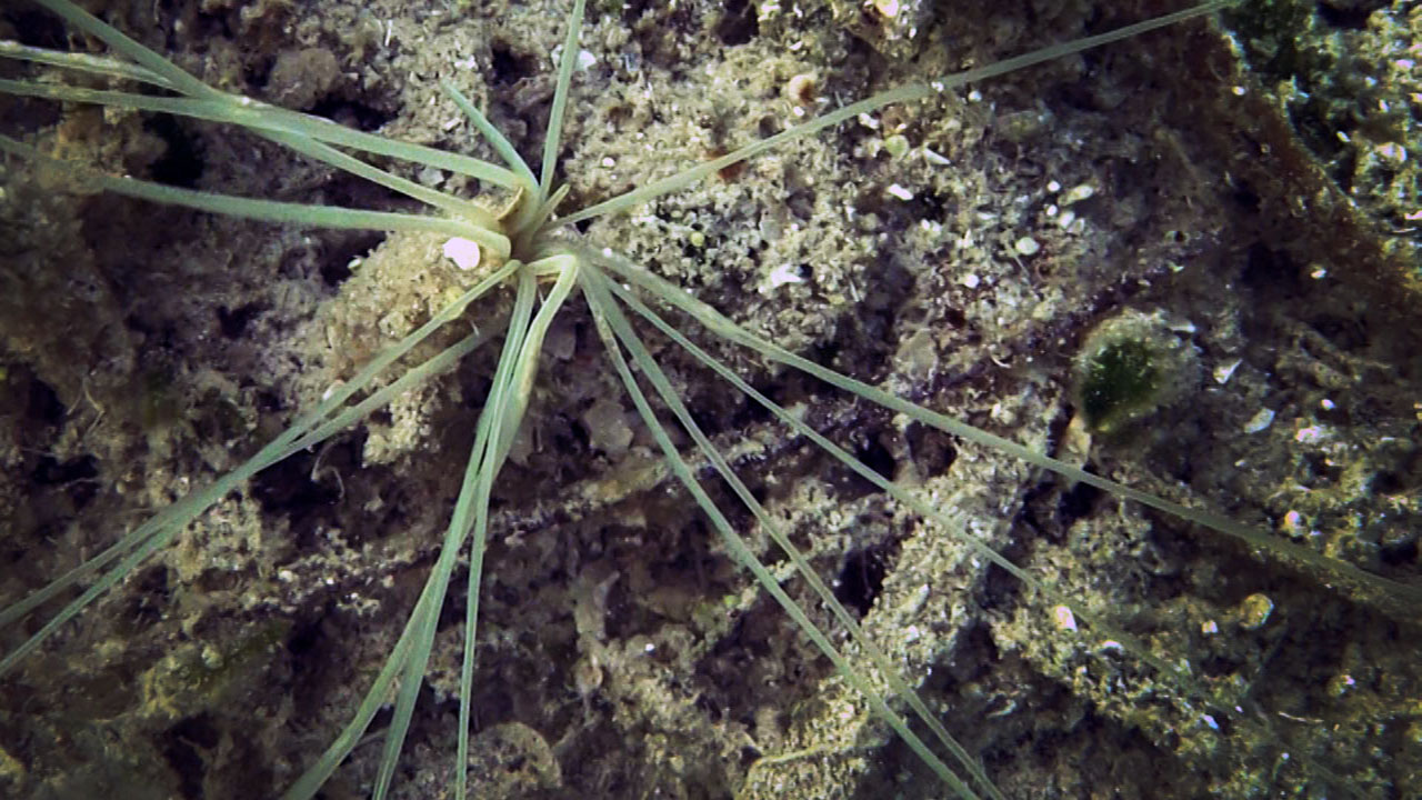 The Spaghetti Worm • Odyssey Earth