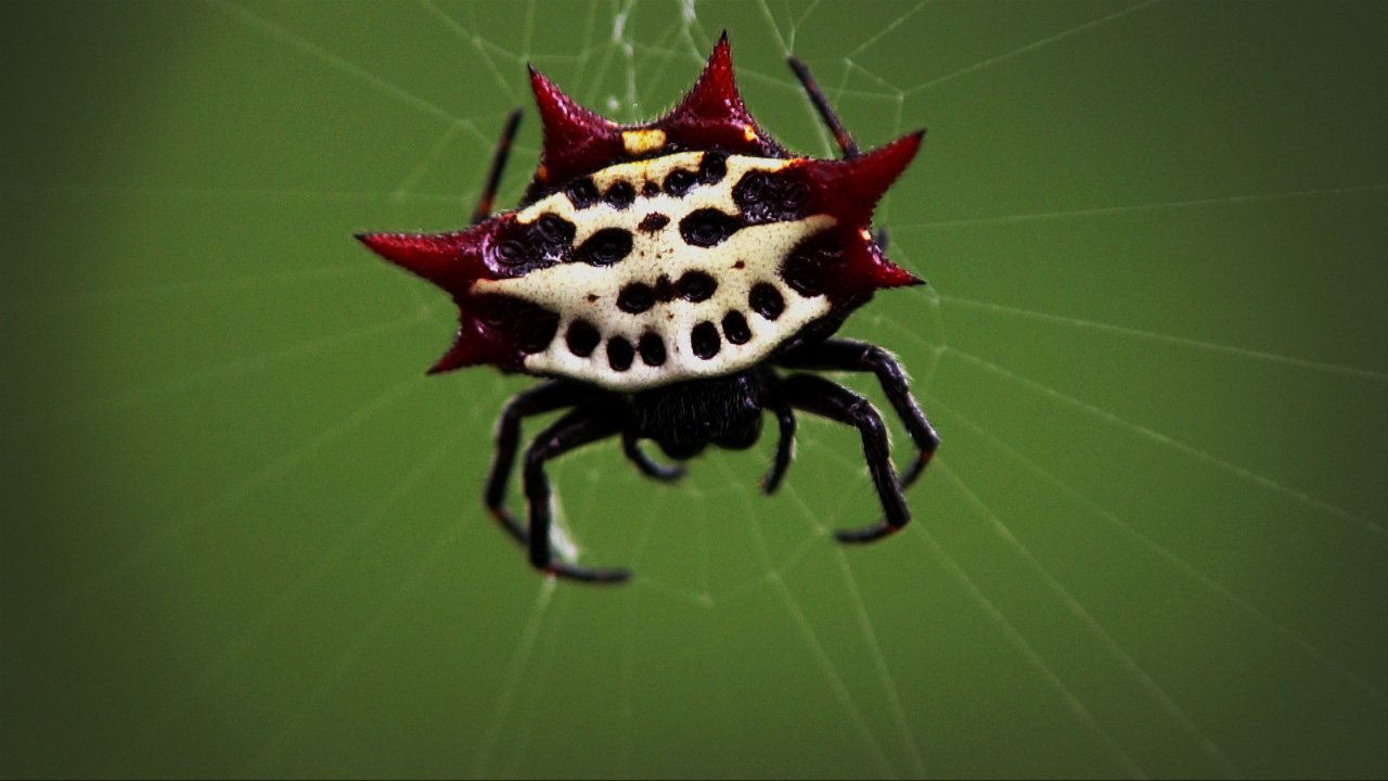 The Amazing Courtship of Orb-Weaving Spiders • Odyssey Earth