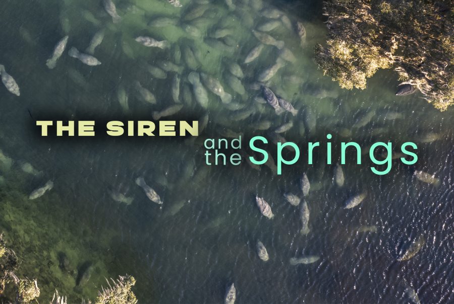 The Florida Manatee • Odyssey Earth