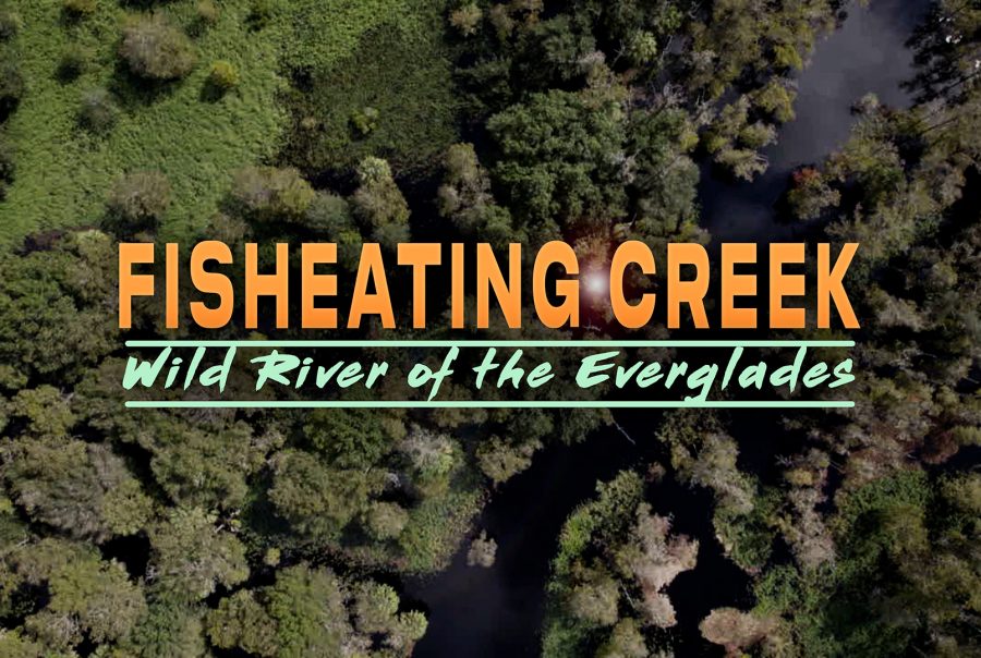 The Food Web • Odyssey Earth